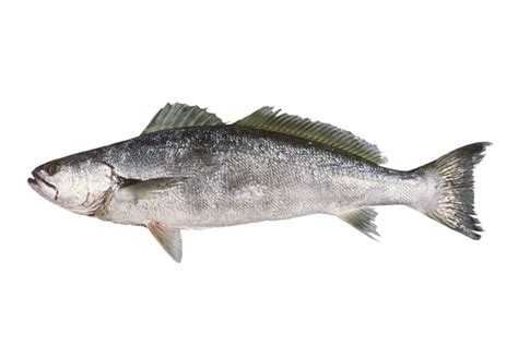 Sciaenidae Sciaenidae