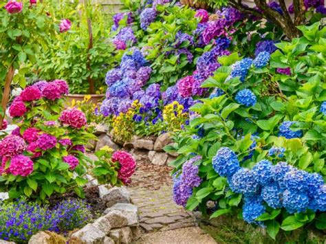 145 900 Hortensia Fotografías De Stock Fotos E Imágenes Libres De