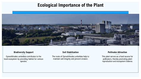 Ecological Importance Of The Plant Piriformospora Indica Ppt Slides St Ai Ss Ppt Template