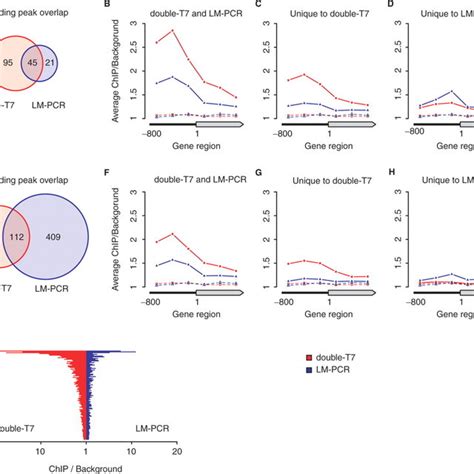 Overview Of The Double T7 Rna Polymerase Based Linear Amplification Download Scientific Diagram