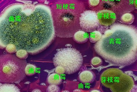 霉变的食物能致癌，别再心疼了，要健康就赶紧扔掉
