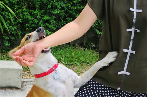 My Puppy Won't Stop Biting Me I've Tried Everything: How to Stop Your Puppy From Biting - Petsmartgo