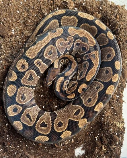 100 Het Candy Proven Breeder Ball Python By Silver Serpents