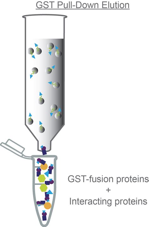 What Is A Gst Pull Down Assay The Complete Overview With Protocols An