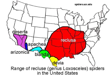 Brownreclusespiderdistribution Tampa Pest Control Services