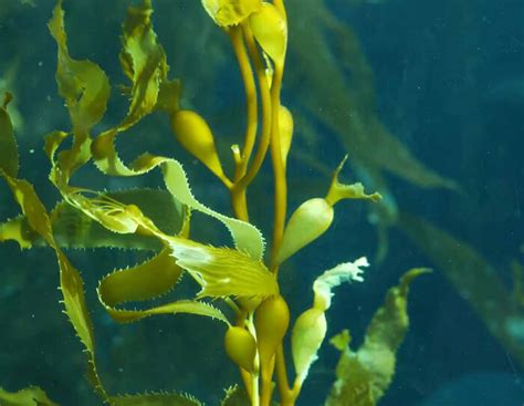 What Are The Benefits Of Using Macrils