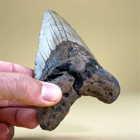 Megalodon Fossil Teeth Latiaxis