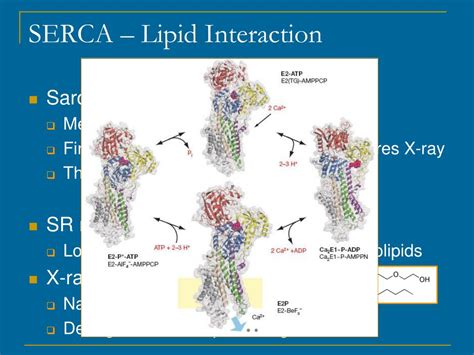 Ppt Modelling Of Protein Lipid Interactions Powerpoint Presentation