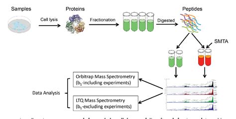 Figure 1 From Impact Of Amidination On Peptide Fragmentation And Identification In Shotgun
