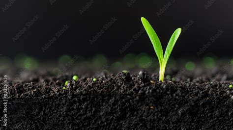 Soil With Vermicompost Added To Enhance Fertility And Structure Stock