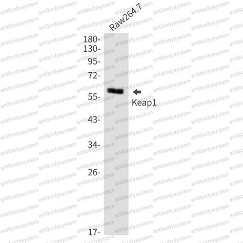 Anti Keap1 Antibody R2f23 Antibodysystem