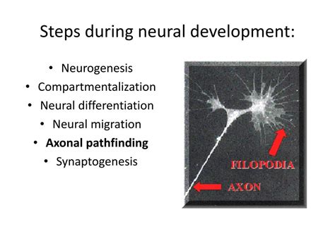 Ppt Axon Outgrowth And Pathfinding Powerpoint Presentation Free