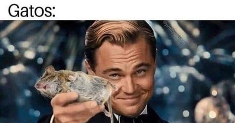 ¡cuánta Razón Obsequio Felino