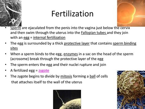Ppt Fertilization Powerpoint Presentation Free Download Id2177966