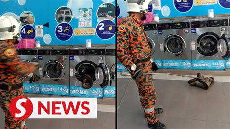 Slithering Surprise Python Found In Washing Machine At Johor