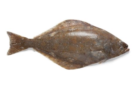 085 Halibut Head On Farmed Priced By Kg Each Freshfood2u