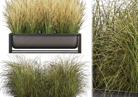 Collection Plant Vol 478 Grass Switchgrass Northwind Outdoor