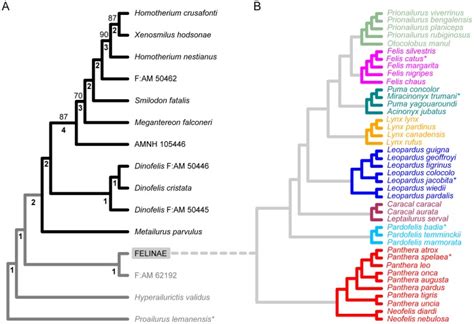 Evolutionary History Alexs Sumatran Tiger Website