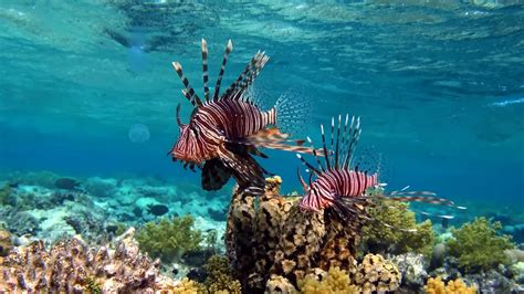 Poisonous Sea Fish Wont Spoil Your Holiday