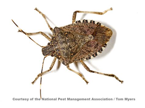 Stink Bugs Guide Can They Fly Where Do They Come From