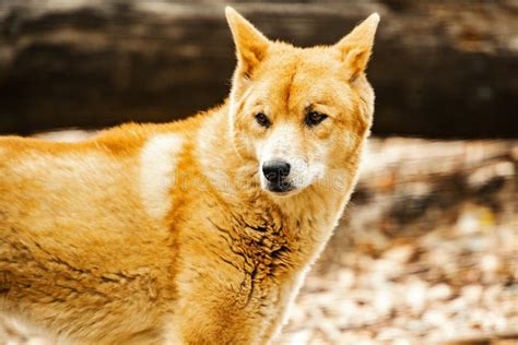 Australian Dingo Stock Image Image Of Dingo Nature 170264263