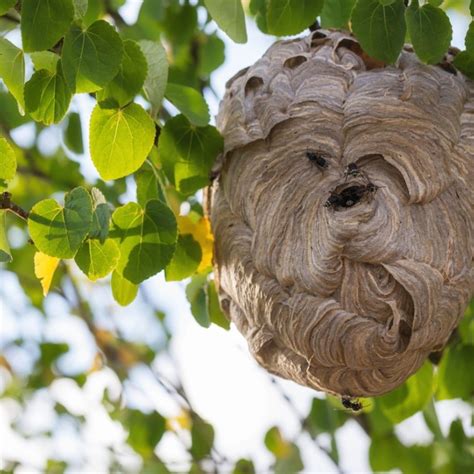 Bee Nest Vs Wasp Nest Bee And Wasp Removal Same Day Service Aandc