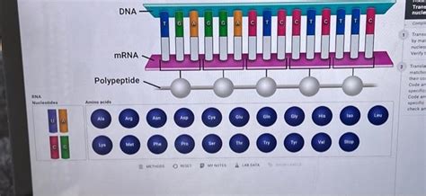 Solved Rna Nucleotides Ua Cg Amino Acids Polypeptide Ala Dna