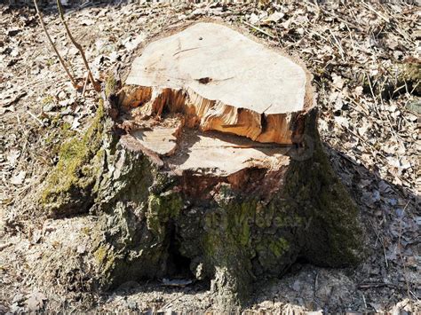 Do Pine Tree Stumps Grow Back At Melva Rainey Blog