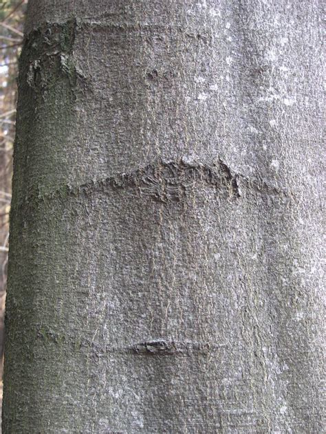 Fagus Sylvatica Tree Bark Pinkish Green Leaves