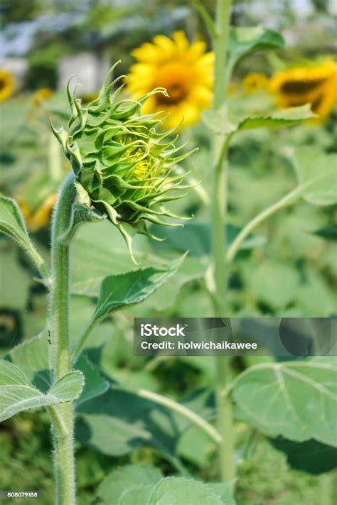 Kuncup Bunga Matahari Di Kebun Foto Stok Unduh Gambar Sekarang Alam