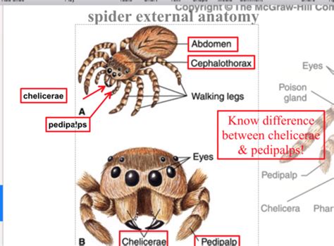Chelicerae