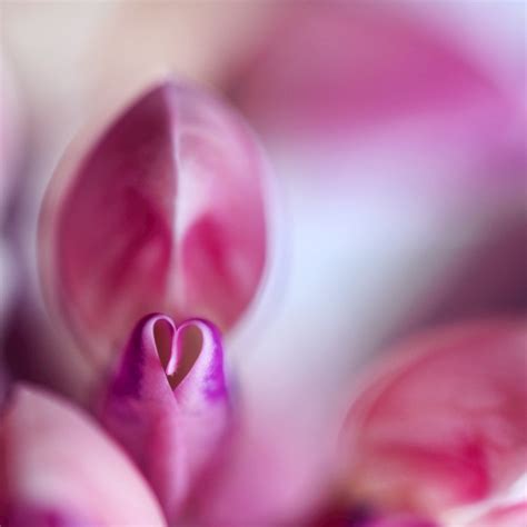 Rosa Hjärta Posters And Prints By Petra Vasseur Printler