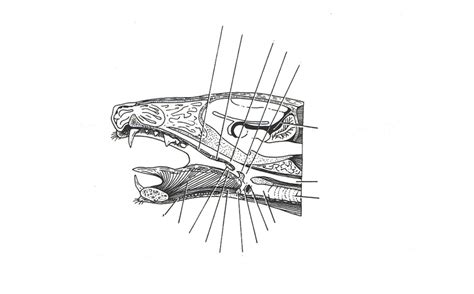 Head Pt 1 Diagram Quizlet