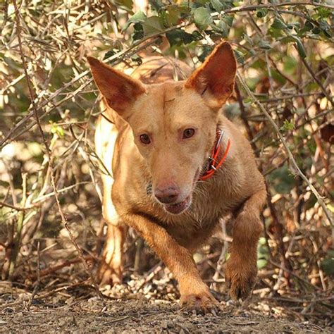 Podenco Andaluz Maneto Y Orito Español Real Federación Española De Caza