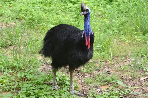 Cassowary Size