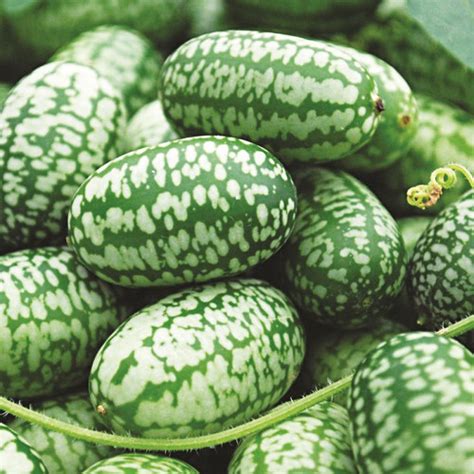 Mexican Sour Gherkin Cucumber Holmes Seed Company