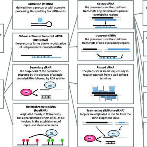 A Stratified Classification Scheme For Srna In Plants Download Scientific Diagram