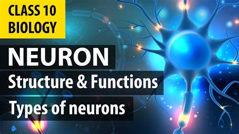 Controlandcoordination Neuron And Its Functions Cbse Biology Ncert