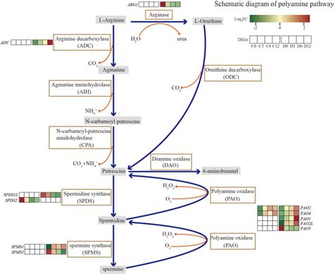 Schematic Diagram Of Polyamine Pathway The Eight Blocks From Left To