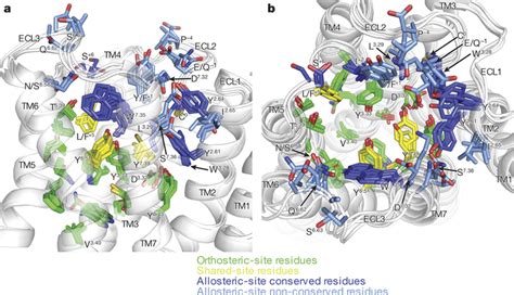 Comparison Of Orthosteric And Allosteric Binding Site Residues Across
