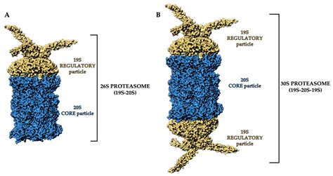 Proteasome Structure And Function In Multiple Myeloma Encyclopedia Mdpi