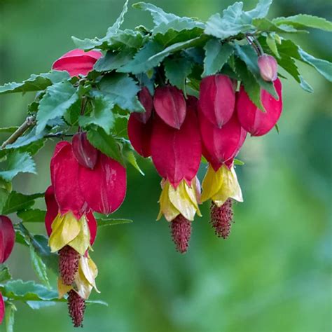 Abutilon Megapotamicum Trailing Abutilon Bell Flower 20 30cm Height