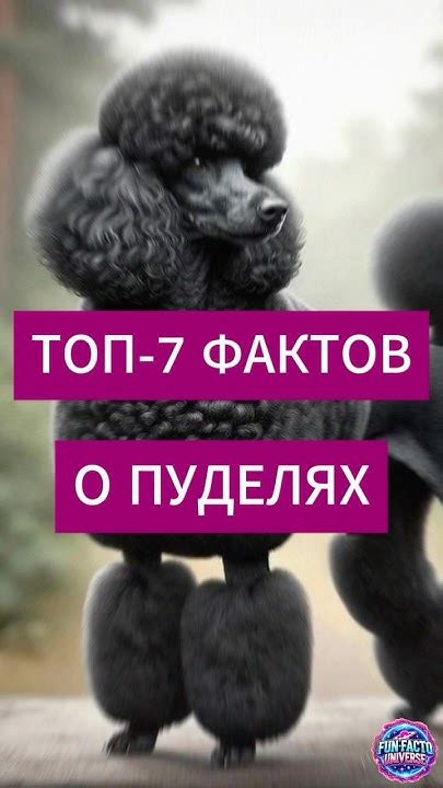 🐩 Пудели это не просто собаки Их прошлое вас ошеломит 😲 Youtube