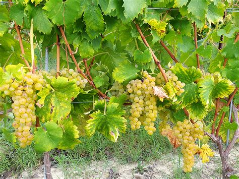 Massimo Abbate Etica Distribuzione