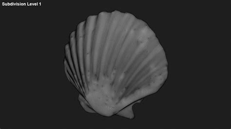 3d Model Clam Shell 04 Turbosquid 2266430