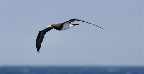 Ventura Birding Excursions Island Packers Cruises