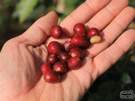 Rwanda Nyamasheke Gitwe