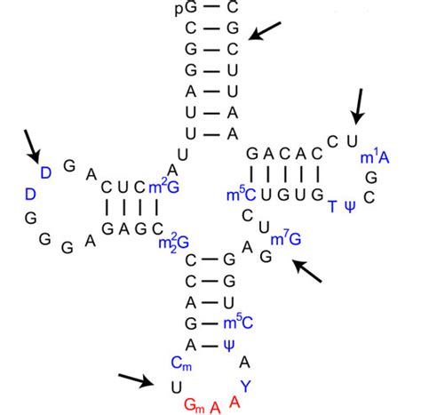 Biochem Final Flashcards Quizlet
