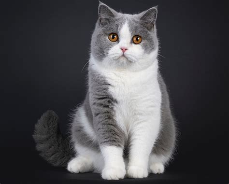 12 Grey And White Cat Breeds Top Choices For Your Home With Info