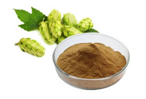 Hops Extract Humulus Extract Latest Price Manufacturers And Suppliers